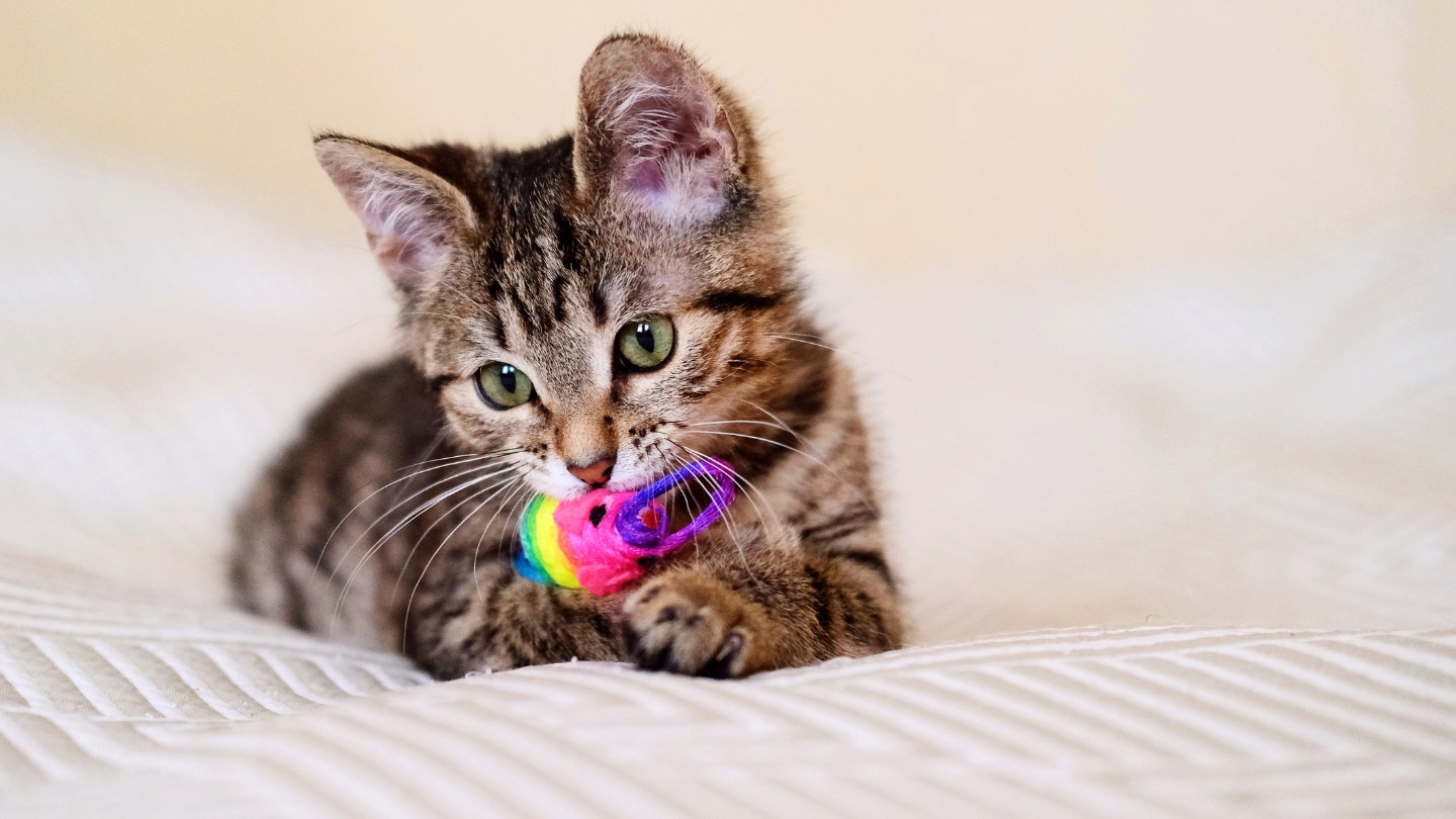 When do cats play fetch? When they feel like it