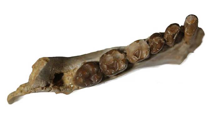 Ancient primates’ unchipped teeth hint that they ate mostly fruit