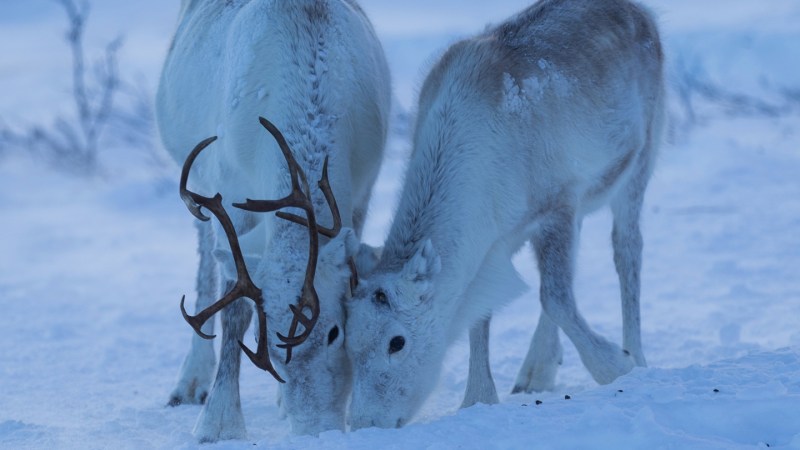 Reindeer multitask by chewing cud and sleeping at the same time