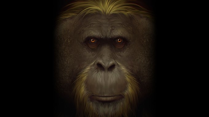 Earth’s largest ape went extinct 100,000 years earlier than once thought