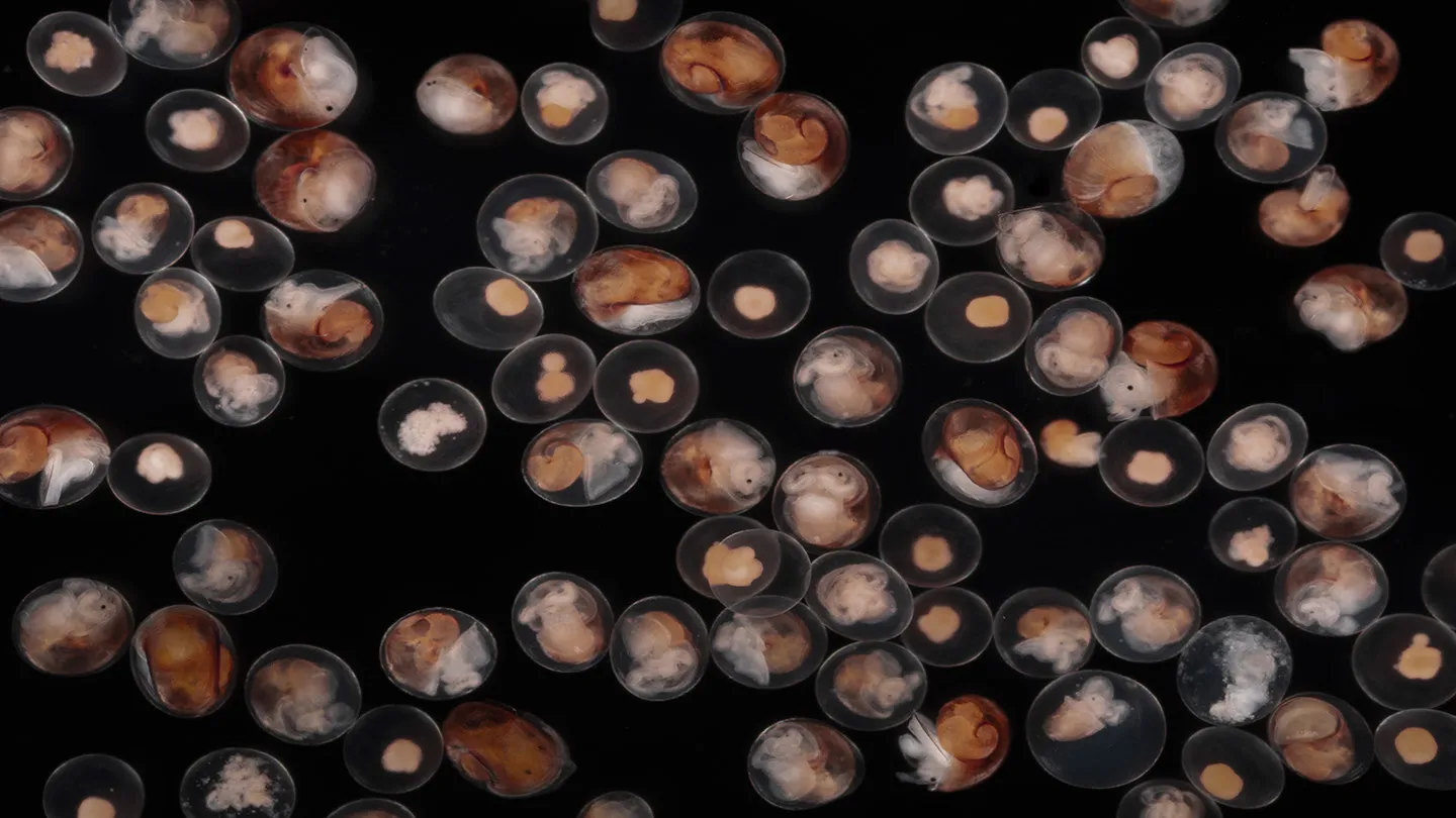 These snails give live birth, and it’s the babies that may do the labor