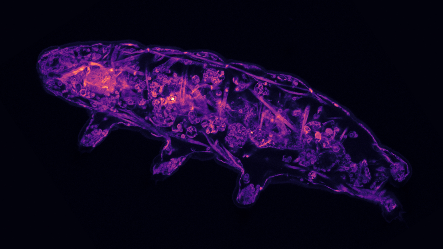 Here’s how tardigrades go into suspended animation