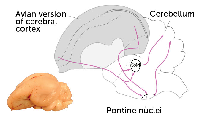 What parrots can teach us about human intelligence