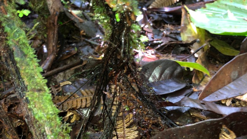 This weird fern is the first known plant that turns its dead leaves ...
