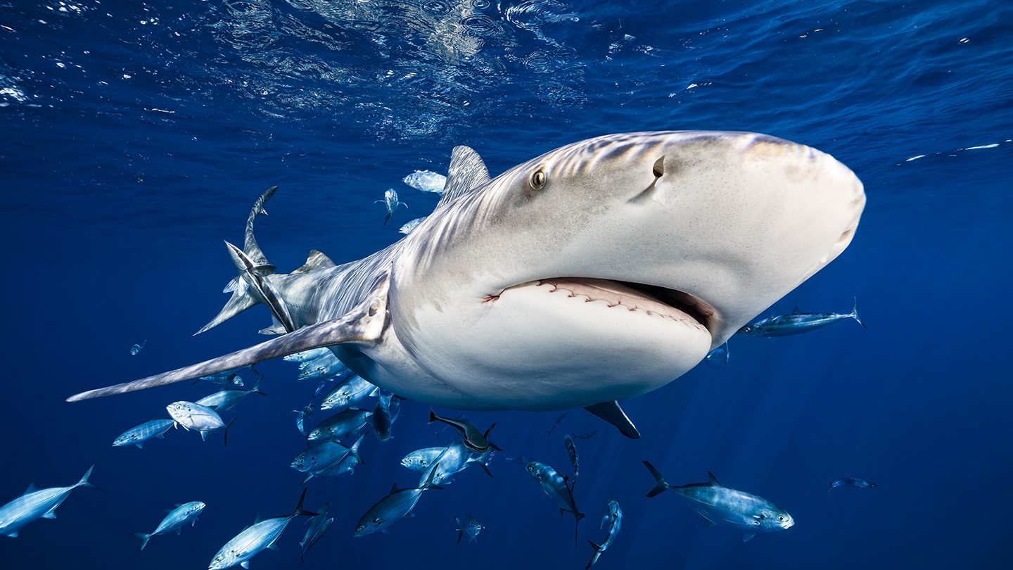 Sharks bit fewer than 100 people in 2023