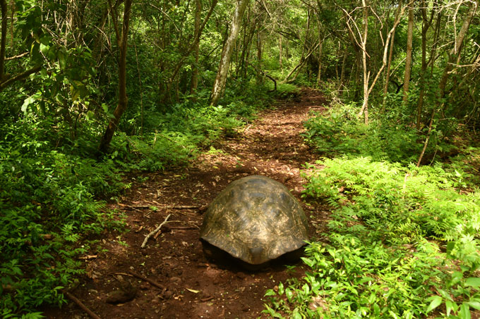 Giant tortoise migration in the Galápagos may be stymied by invasive trees