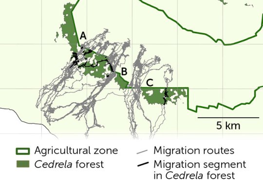 Giant tortoise migration in the Galápagos may be stymied by invasive trees