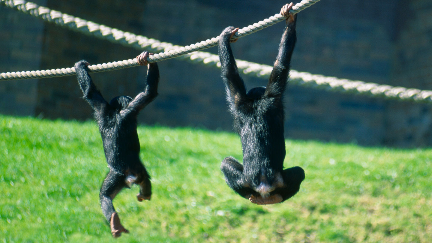Why don’t humans have tails? A genetic parasite may have stolen them