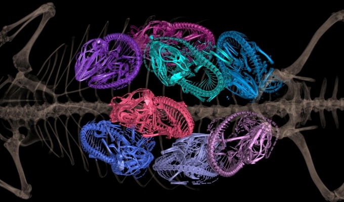 See 3-D models of animal anatomy from openVertebrate’s public collection