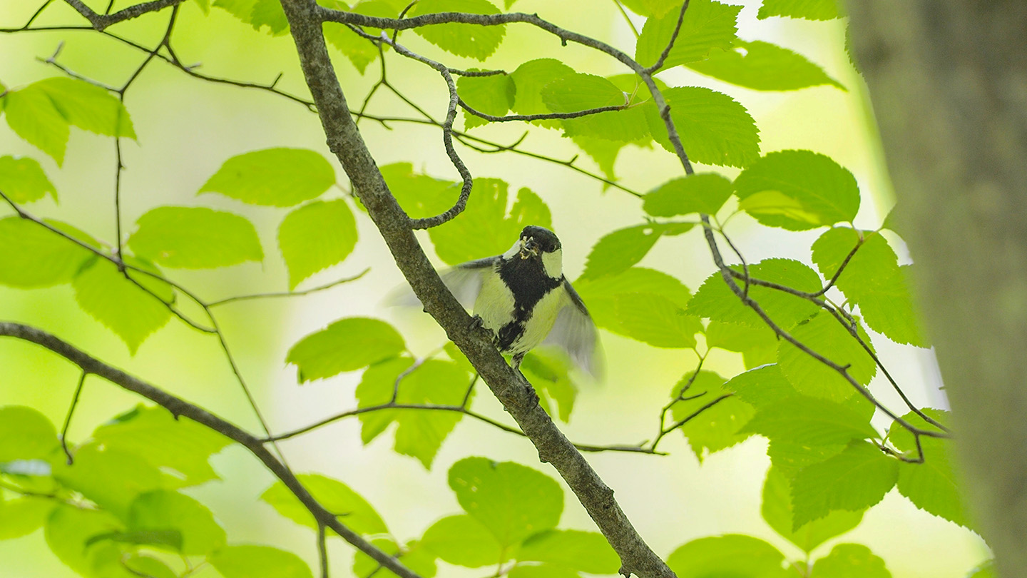 By fluttering its wings, this bird uses body language to message its mate