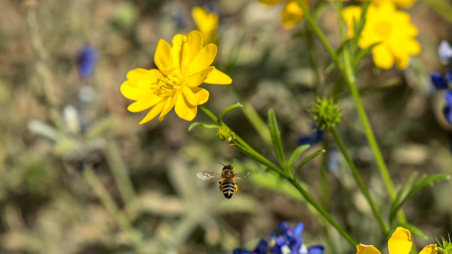 Flowers receive and transmit electrical signals from pollinators