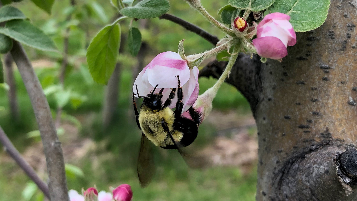 Hibernating bumblebee queens surprisingly can survive underwater for days
