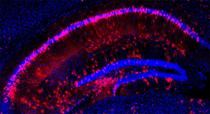Rat cells grew in mice brains, and helped sniff out cookies