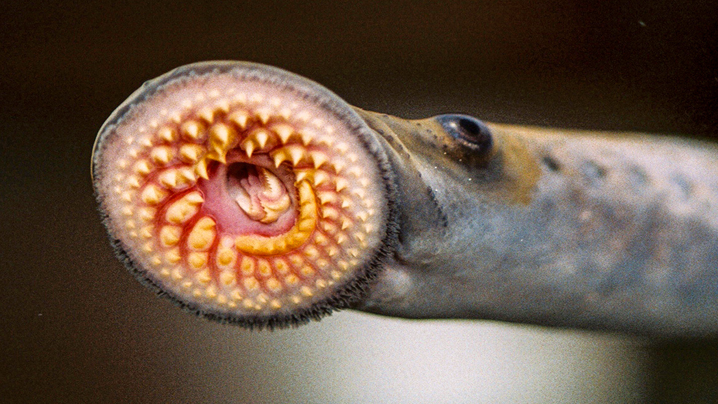 Lampreys have ‘fight or flight’ cells, challenging ideas about nervous ...