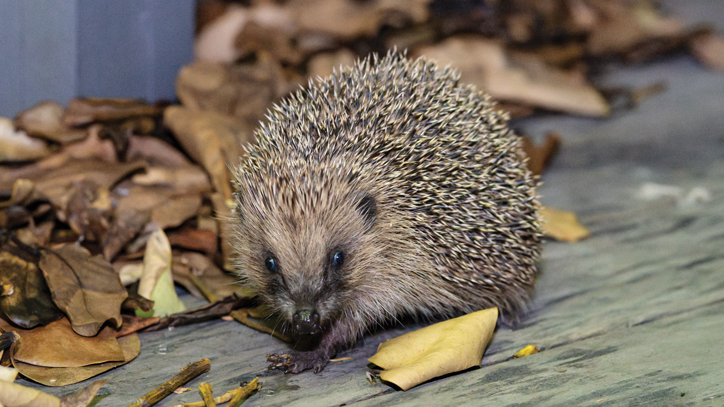 ‘Cull of the Wild’ questions sacrificing wildlife in the name of ...