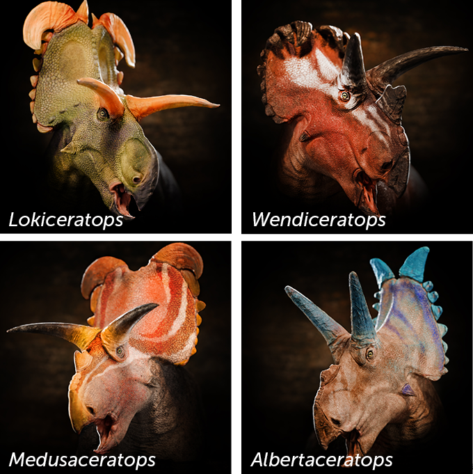 Meet Lokiceratops, a newly discovered species of horned dinosaur