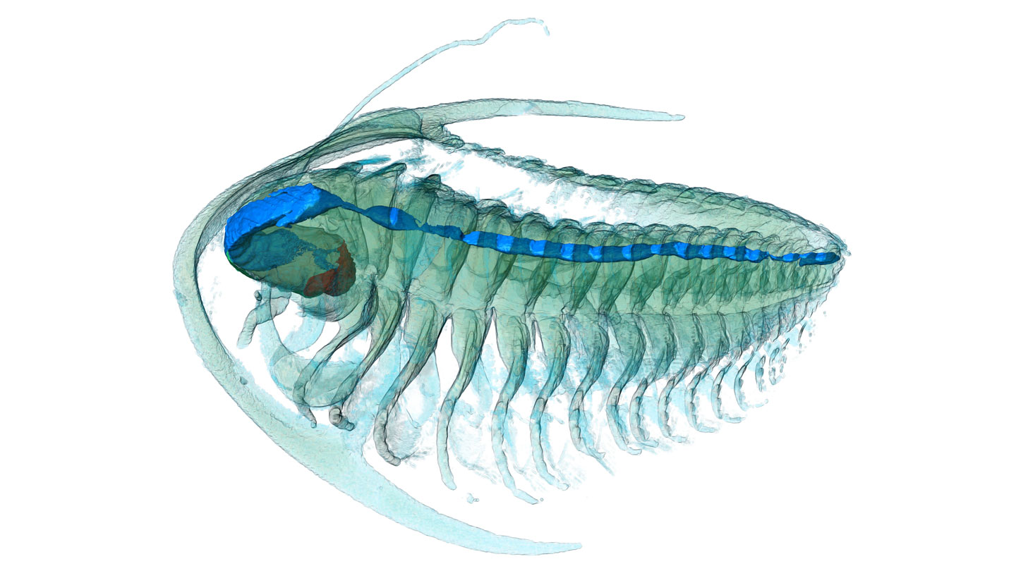 Stunning trilobite fossils include soft tissues never seen before
