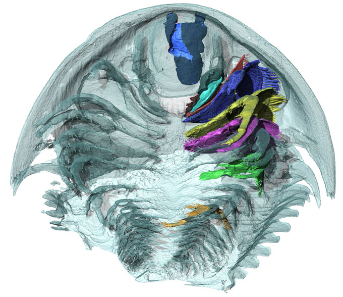 Stunning trilobite fossils include soft tissues never seen before