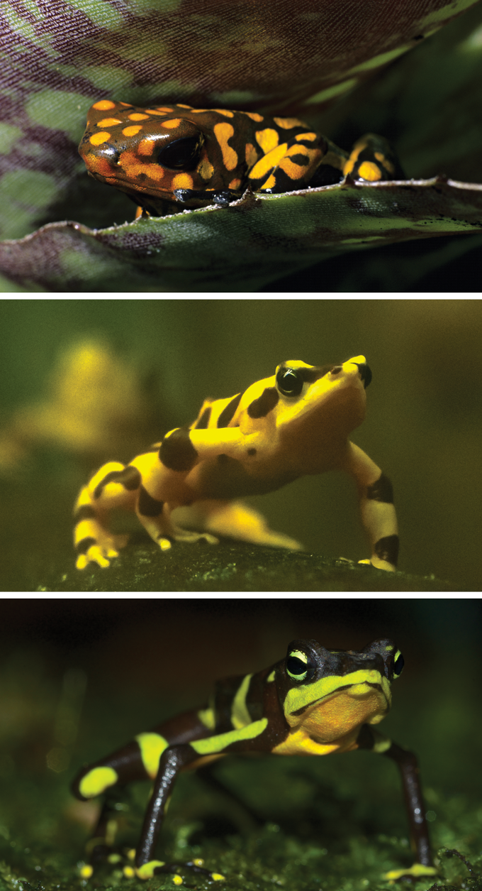 A frog’s story of surviving a fungal pandemic offers hope for other species