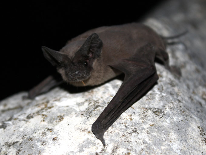 In a first, these bats were found to have toes that glow