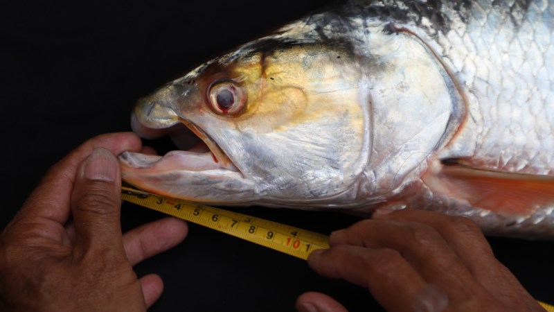 The 'Mekong ghost' megafish has resurfaced after an extinction scare