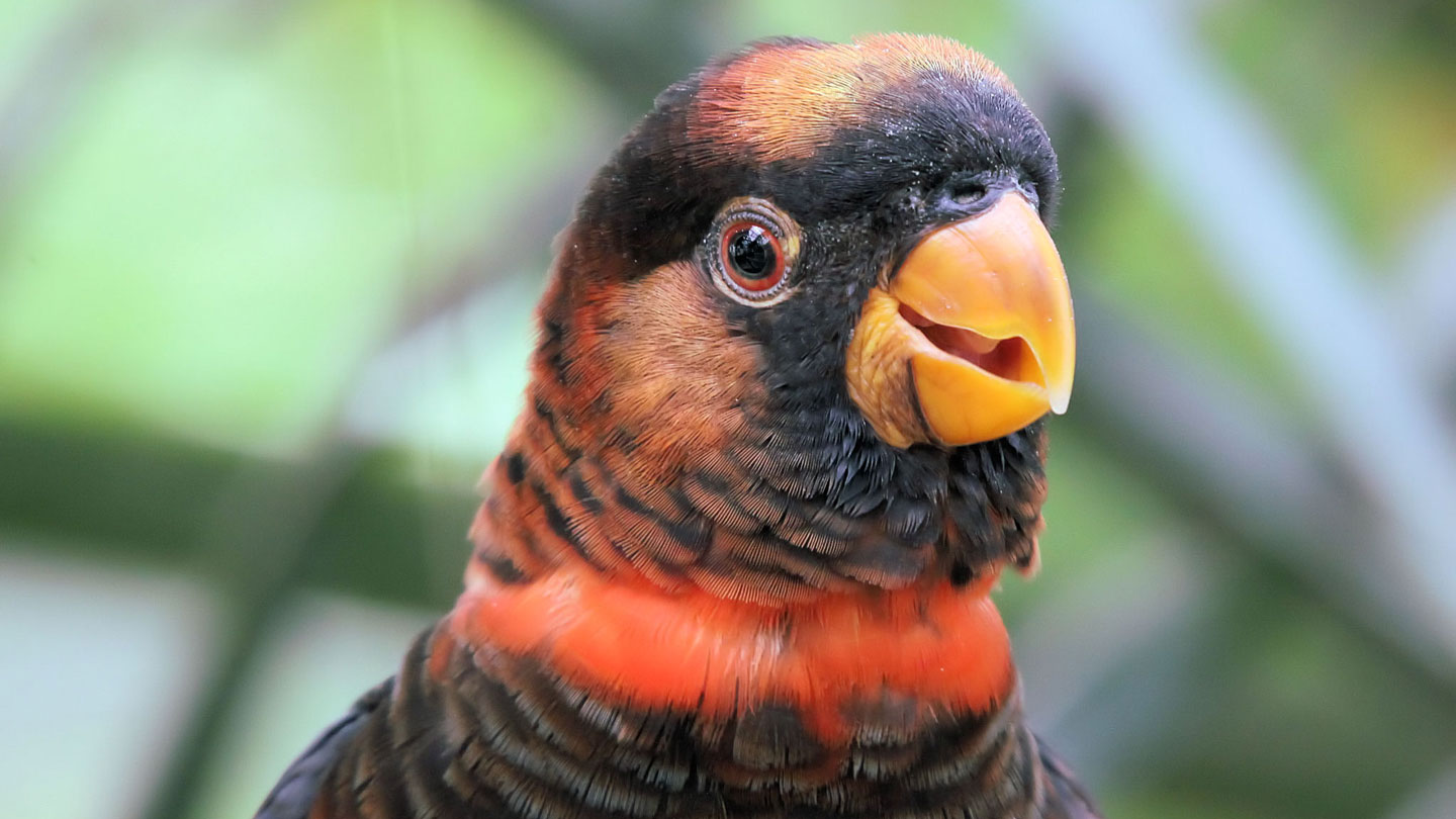 A single enzyme can alter the vibrant colors in parrot plumage