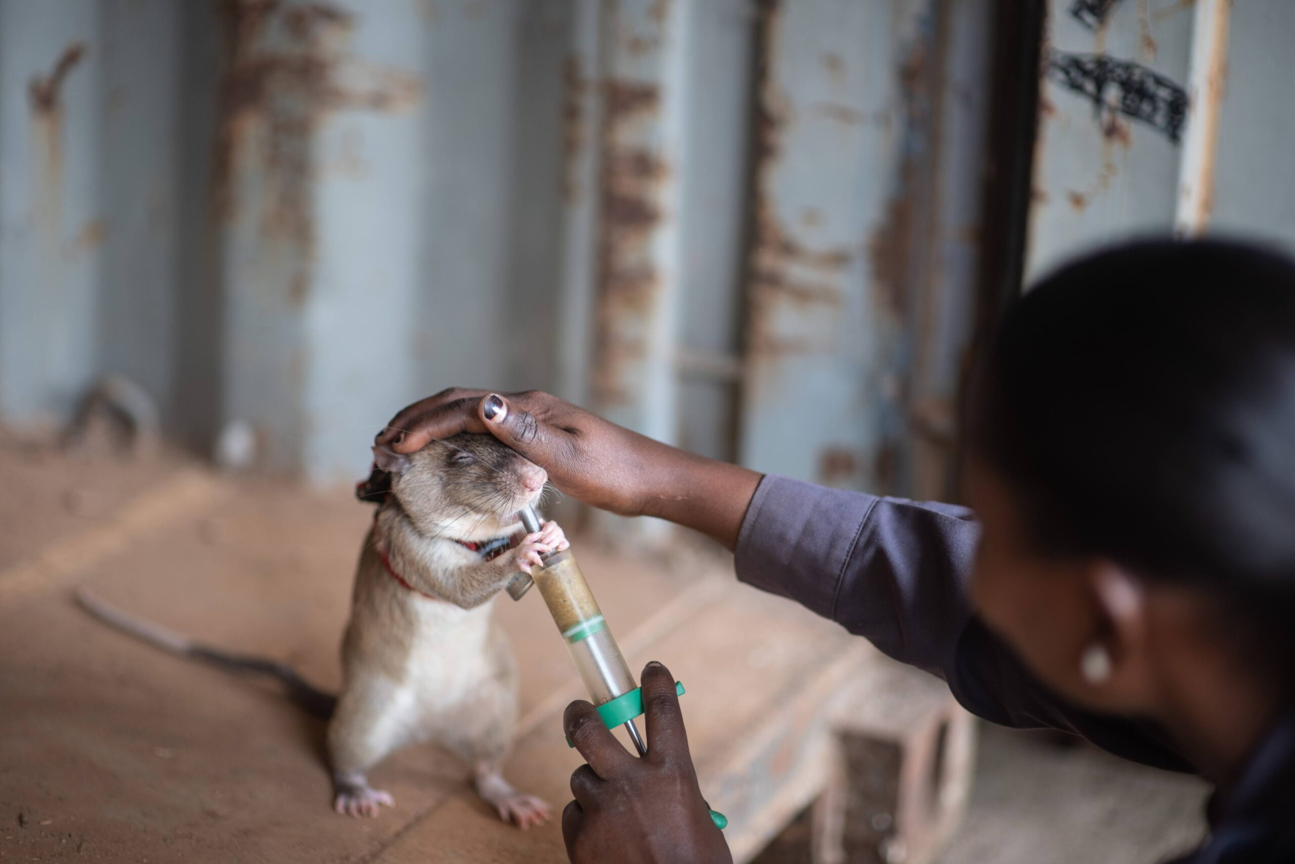 Giant rats could help sniff out illegally smuggled goods