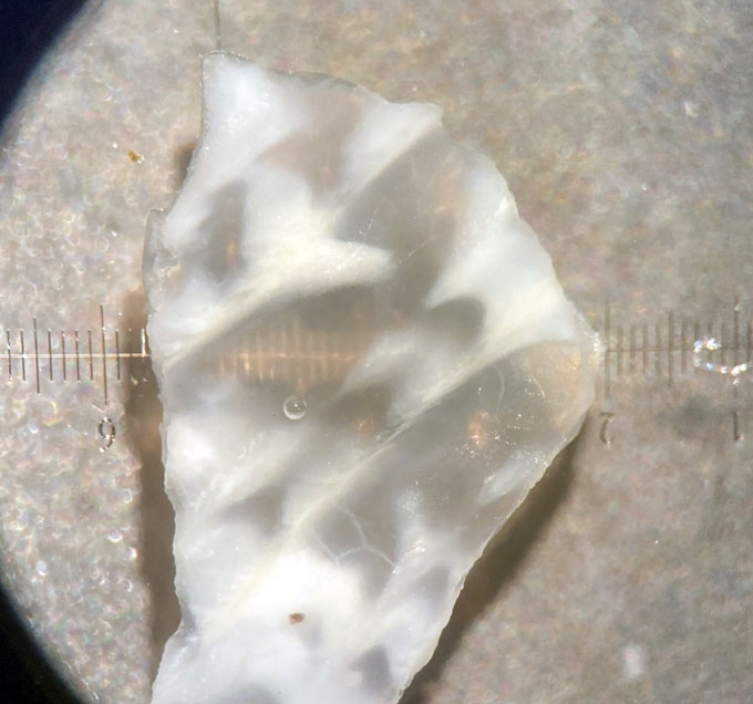 Nature’s first fiber optics could light the way to internet innovation