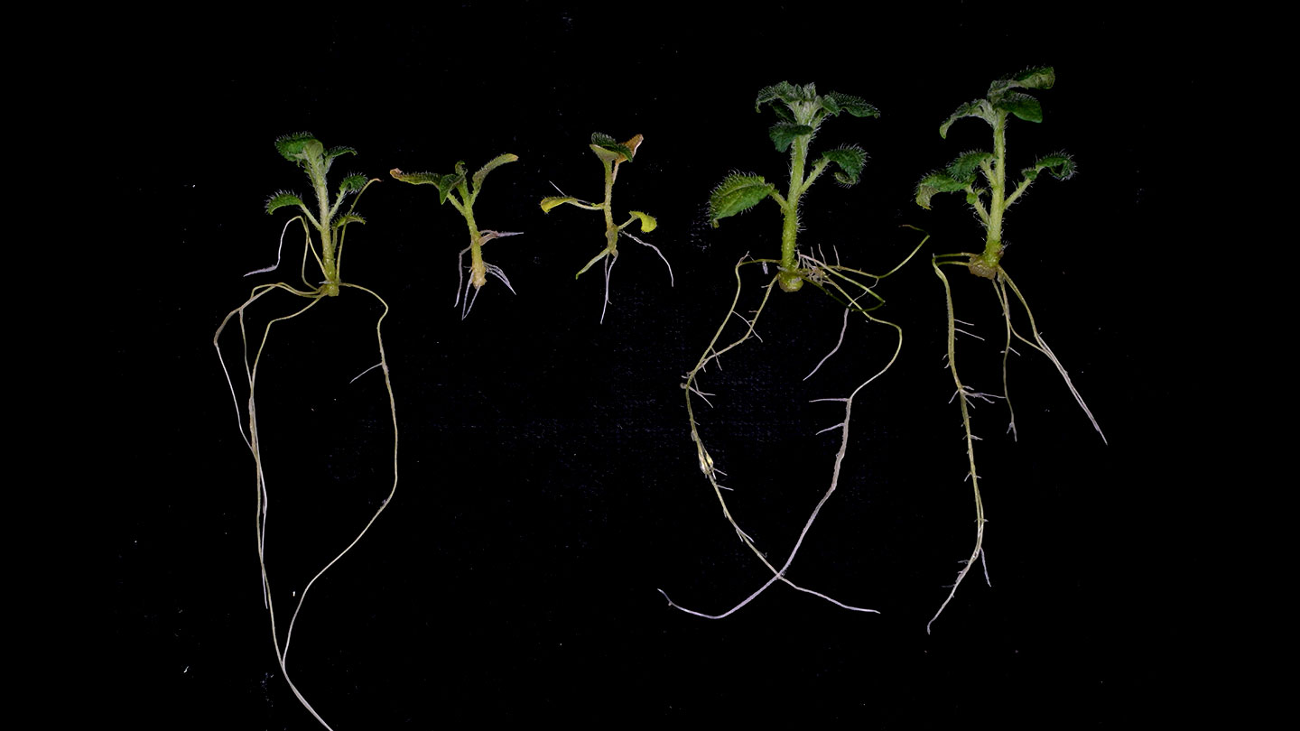 How silicon turns tomato plants into mean, green, pest-killing machines