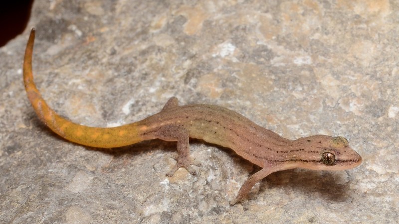 More new geckos have been found hiding in Southeast Asia’s limestone towers