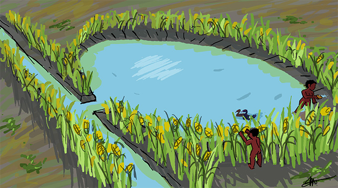 Here’s how ancient Amazonians became master maize farmers