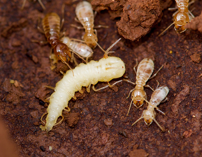 The butts of these blowfly larvae mimic termite faces