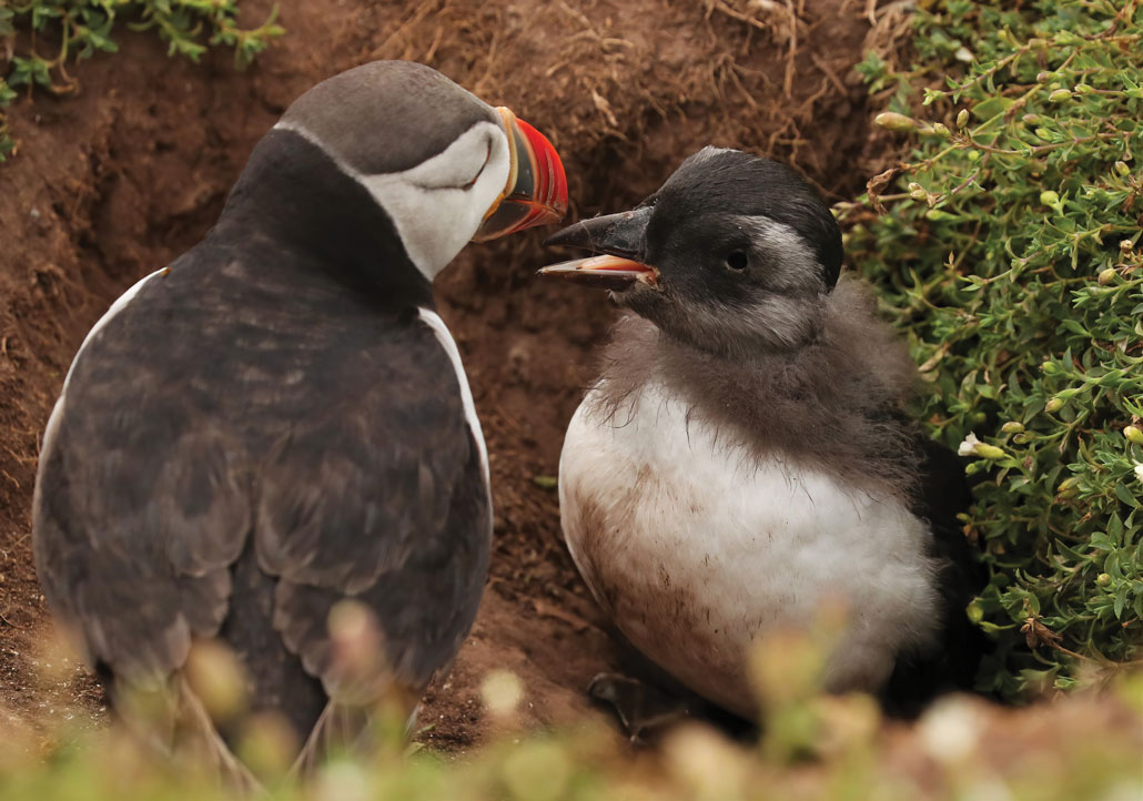 How a puffin patrol in Iceland is saving the iconic seabirds