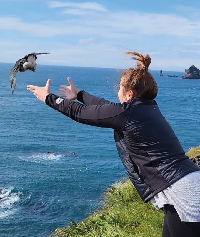 How a puffin patrol in Iceland is saving the iconic seabirds