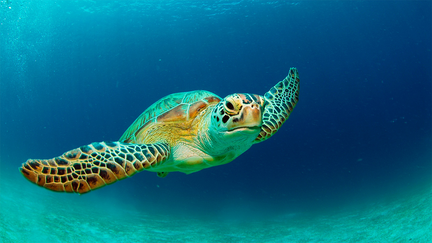 Some sea turtles are laying eggs earlier in response to climate change