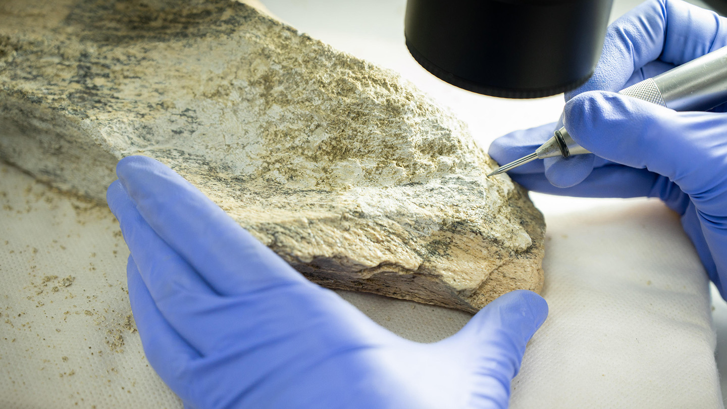 Human ancestors made the oldest known bone tools 1.5 million years ago