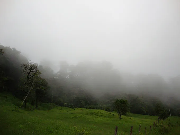 Warming is chasing cloud forests steadily uphill