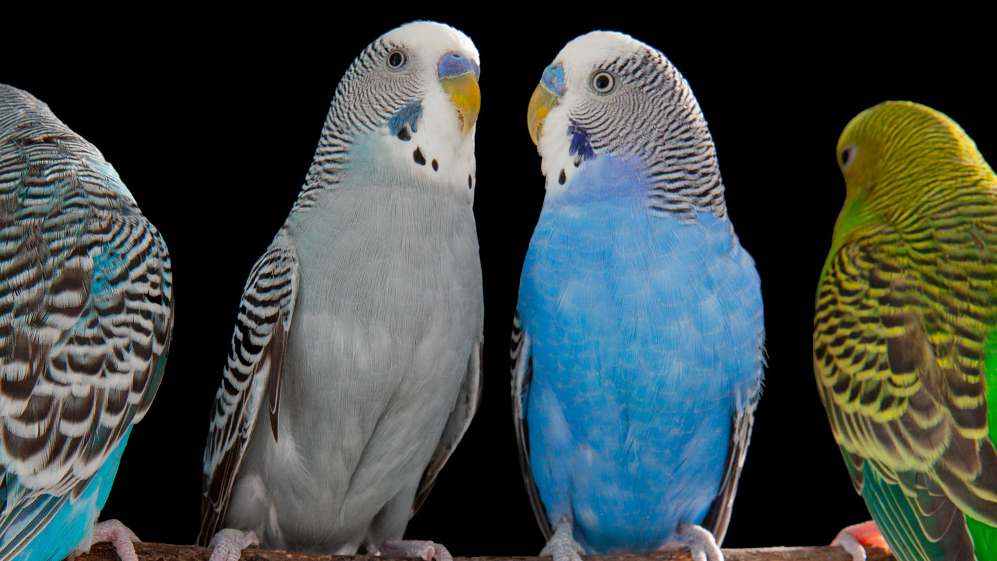 Parrots and humans share a brain mechanism for speech