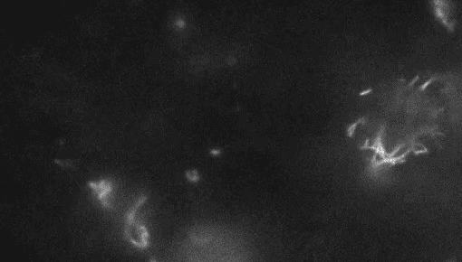 Watch live plant cells build their cell walls