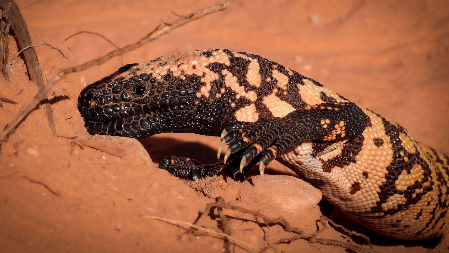 Gila monsters may struggle to survive climate change