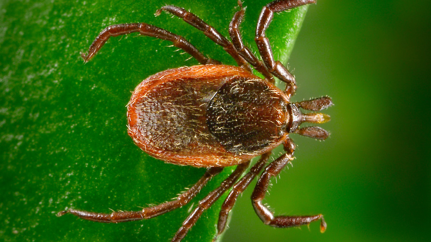 Three U.S. tick species may cause a mysterious red meat allergy