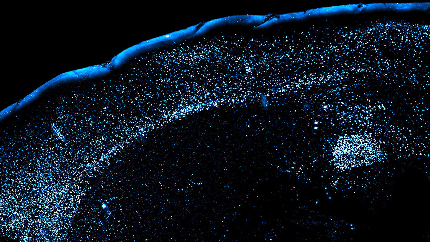 Neuroscience | Science News