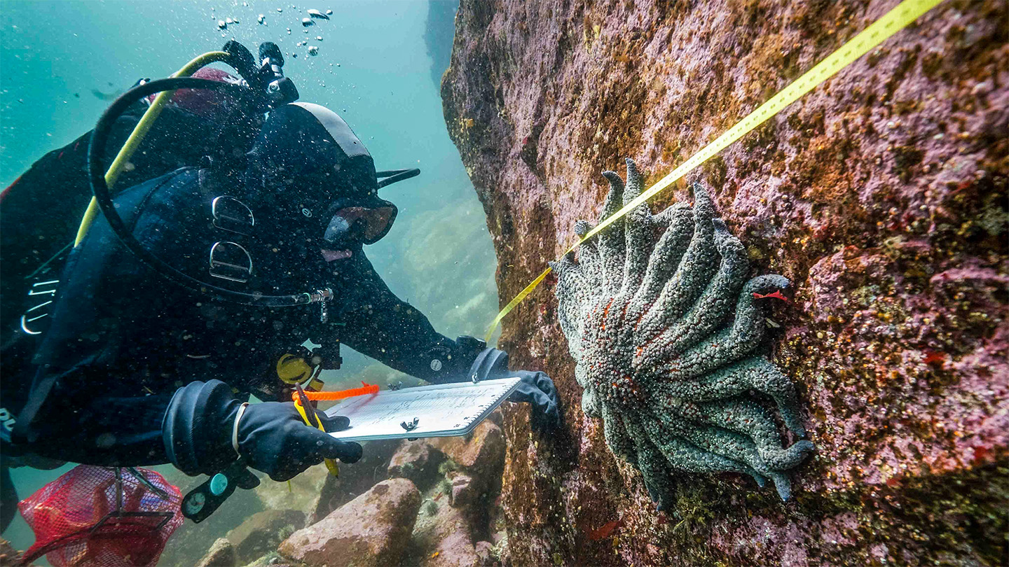 Cool water could protect sea stars from a mysterious disease