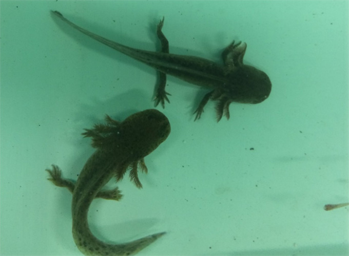 The axolotl is endangered in the wild. A discovery offers hope