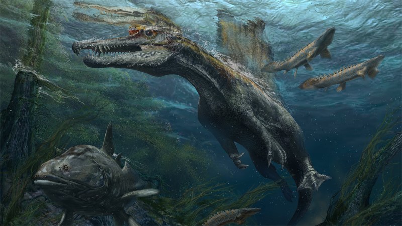 Could Spinosaurus swim? The fierce dinosaur ignites debate