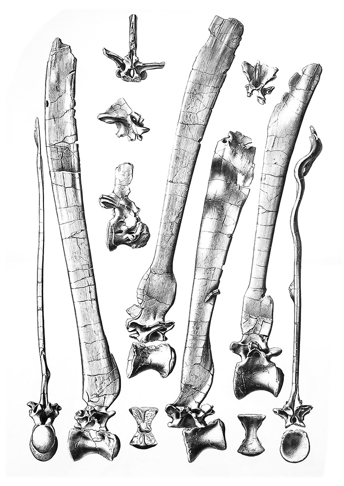 Could Spinosaurus swim? The fierce dinosaur ignites debate