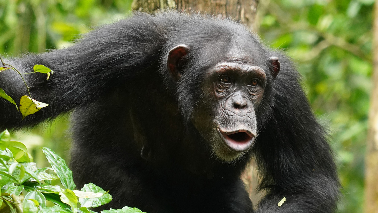 Chimp chatter is a lot more like human language than previously thought