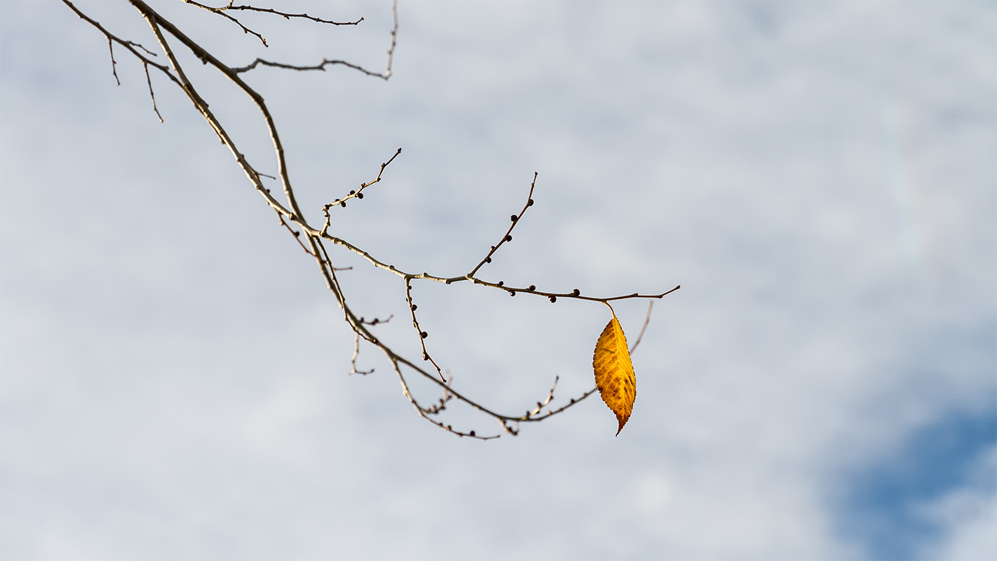 A leaf’s geometry determines whether it falls far from its tree
