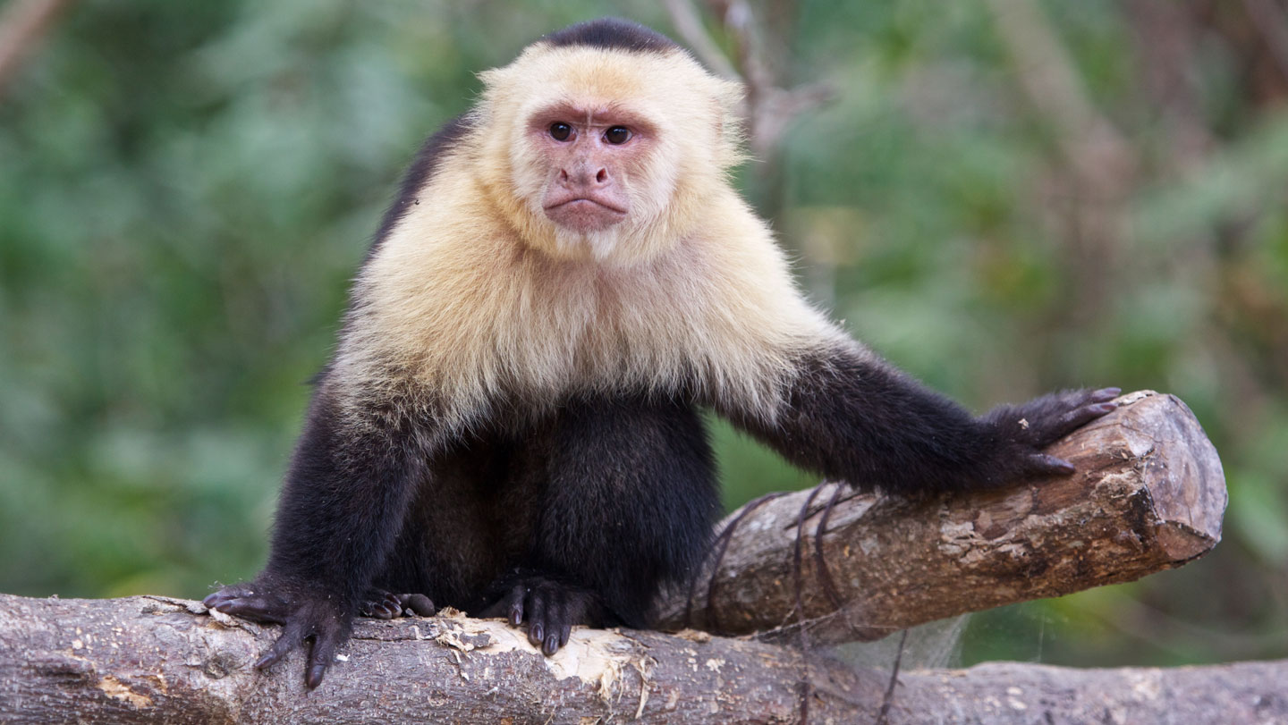 Juvenile capuchins are kidnapping infants of another monkey species