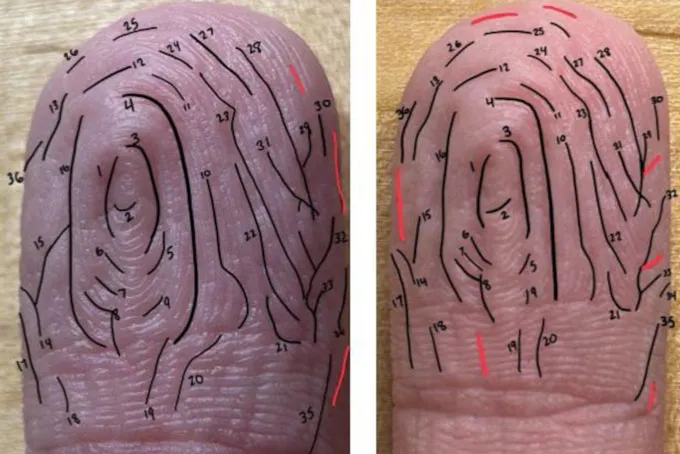 Wet fingers always wrinkle in the same way